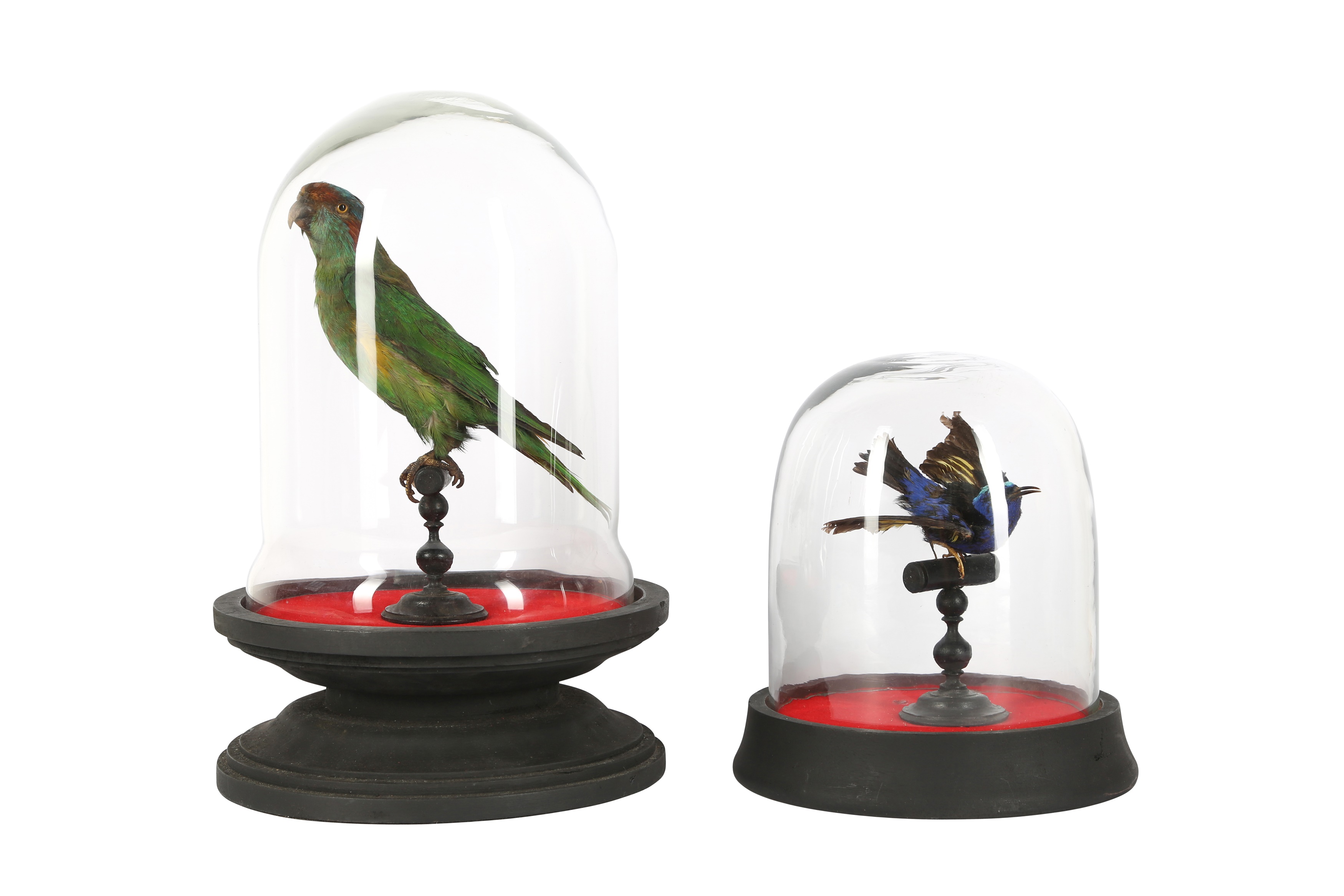 Lot 89 - A VICTORIAN TAXIDERMY MUSK LORIKET TOGETHER