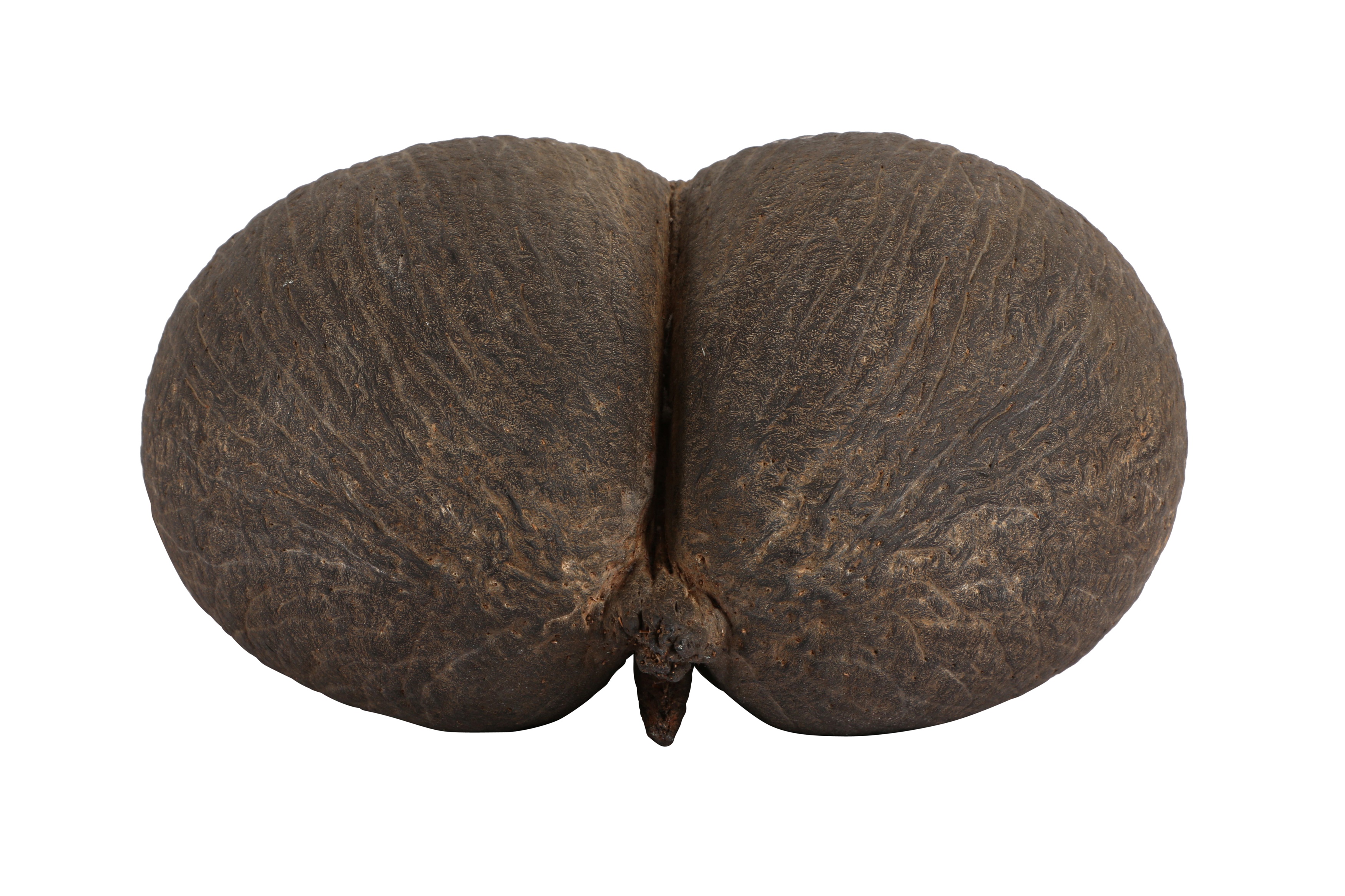 Lot 131 - AN EXCEPTIONAL COCO DE MER NUT, IN TACT AND