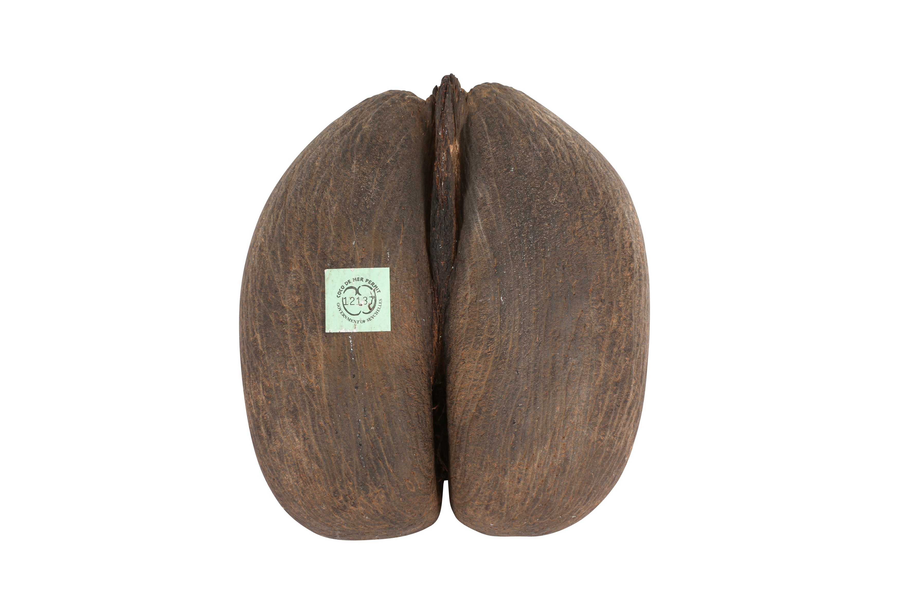 Lot 131 - AN EXCEPTIONAL COCO DE MER NUT, IN TACT AND