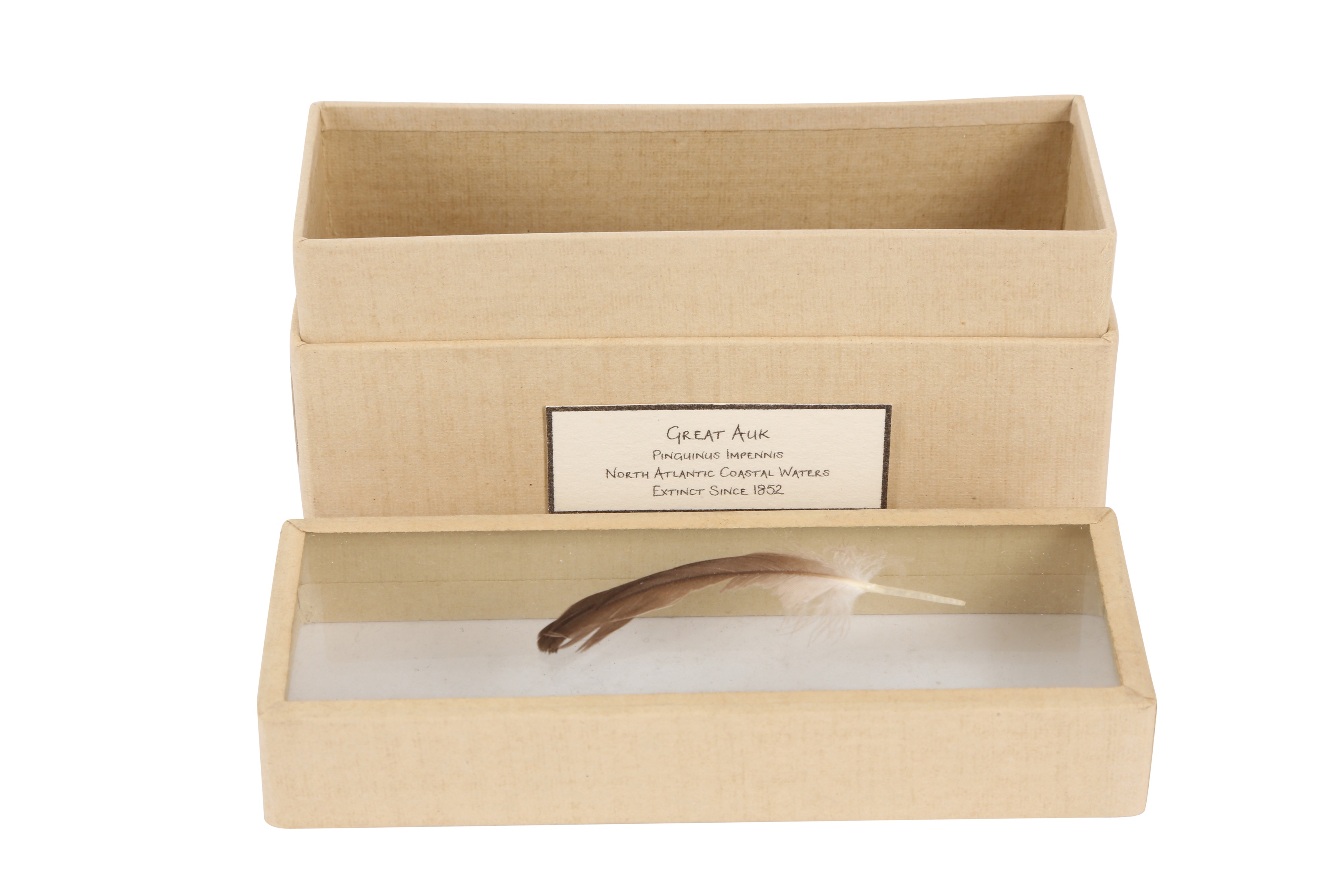 Lot 117 - A FEATHER OF THE EXTINCT GREAT AUK BIRD