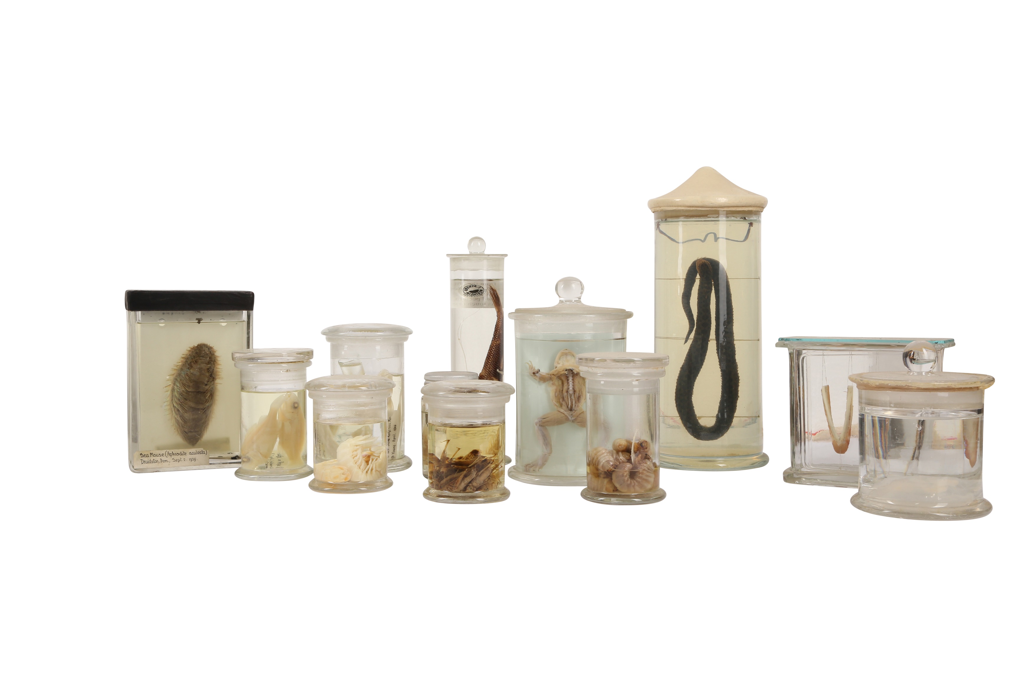 Lot 107 - A COLLECTION OF TWELVE PICKLED WET SPECIMENS
