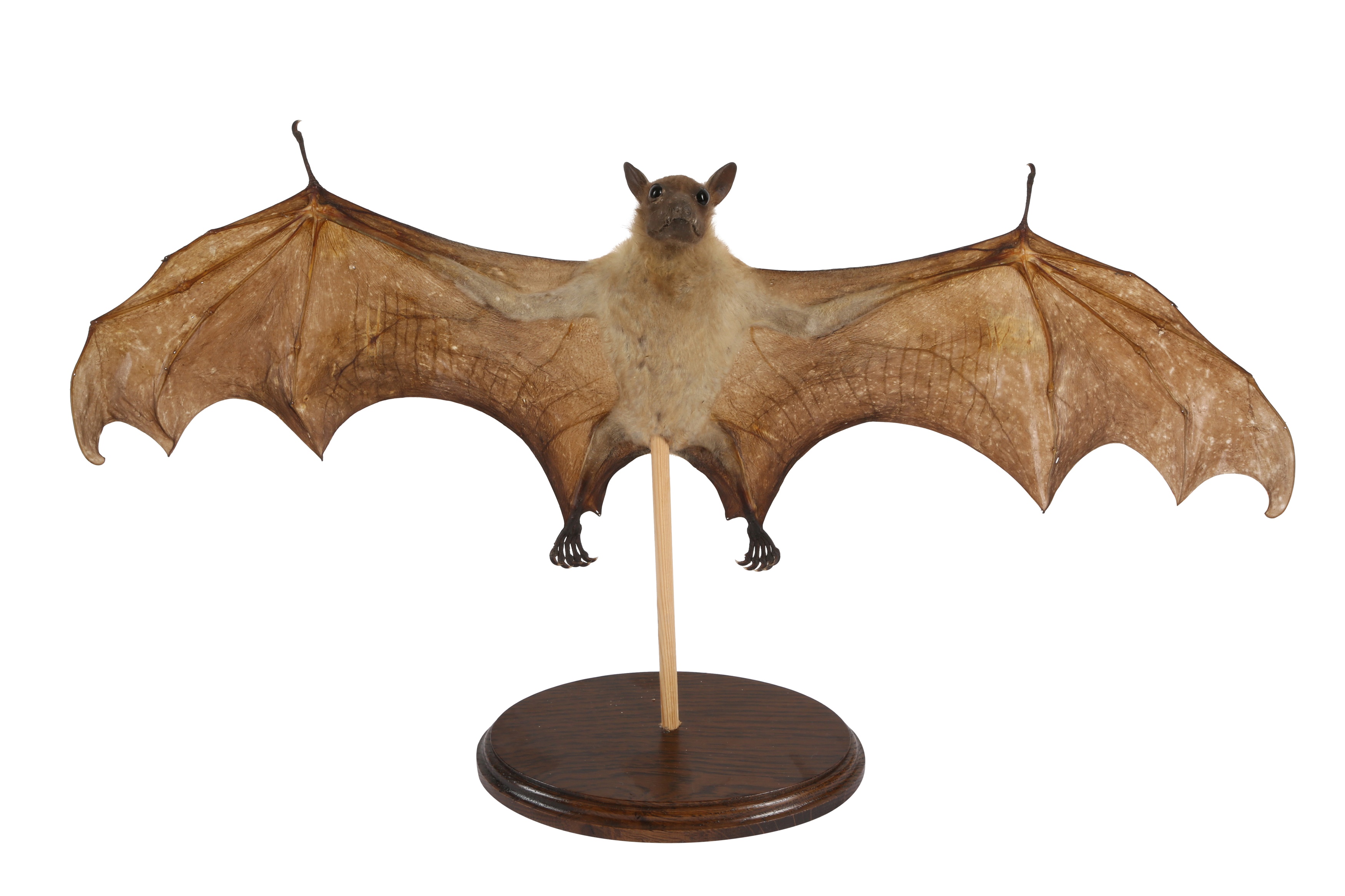 Lot 24 - A TAXIDERMY FRUIT BAT (PTEROPODIDAE)