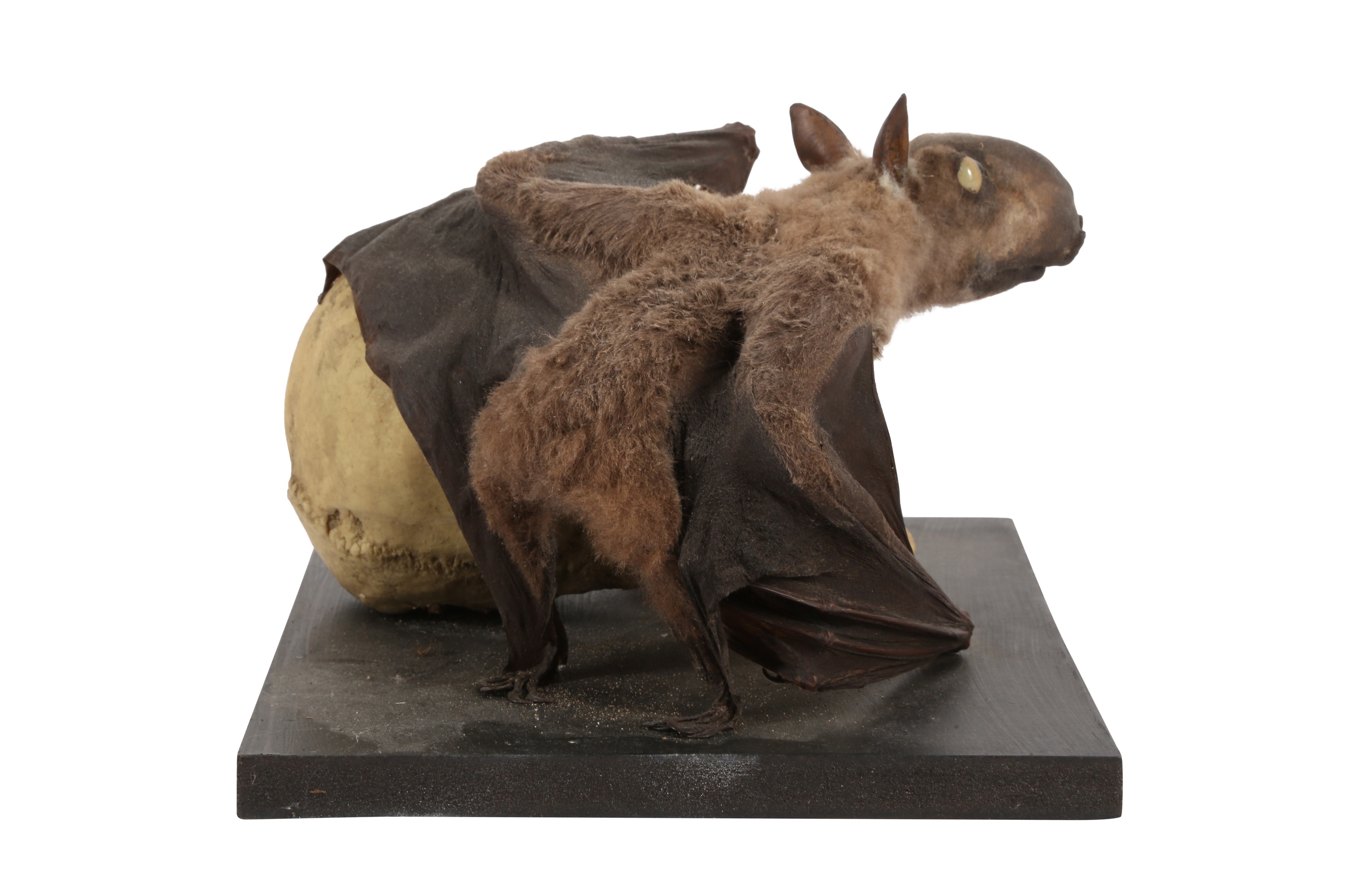 Lot 698 - A TAXIDERMY FRUIT BAT MOUNTED BESIDE A MODEL