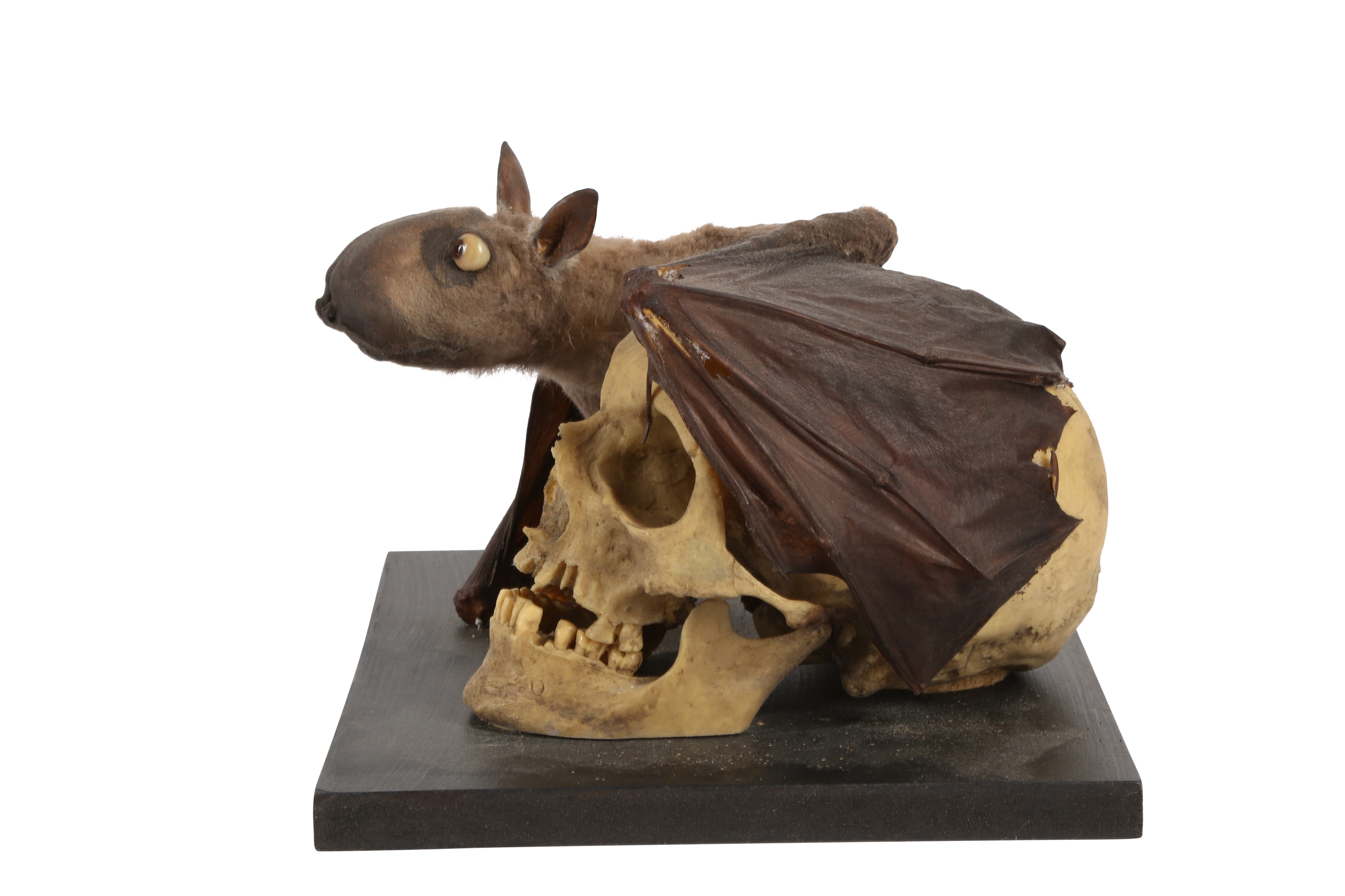 Lot 698 - A TAXIDERMY FRUIT BAT MOUNTED BESIDE A MODEL