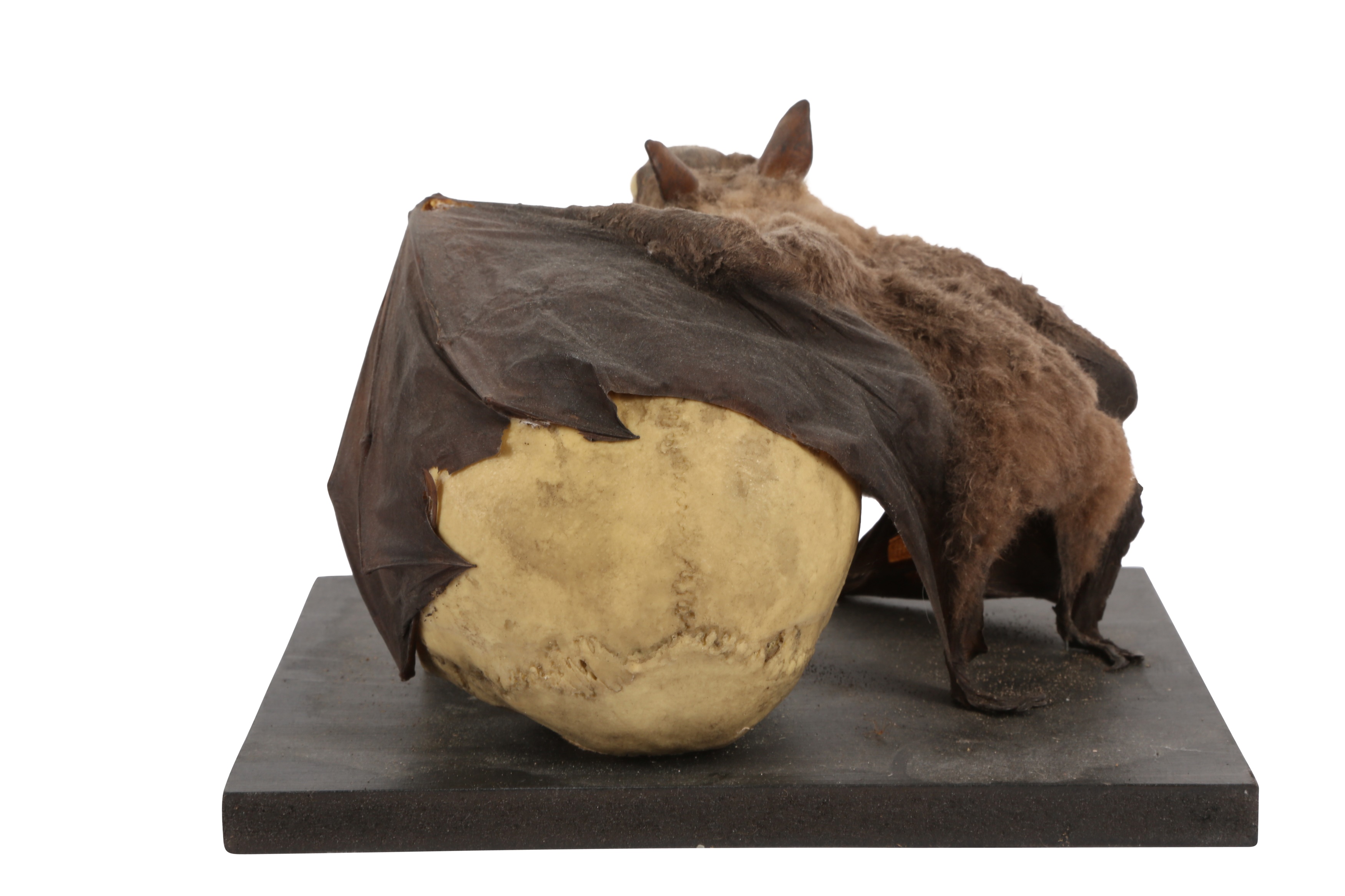 Lot 698 - A TAXIDERMY FRUIT BAT MOUNTED BESIDE A MODEL