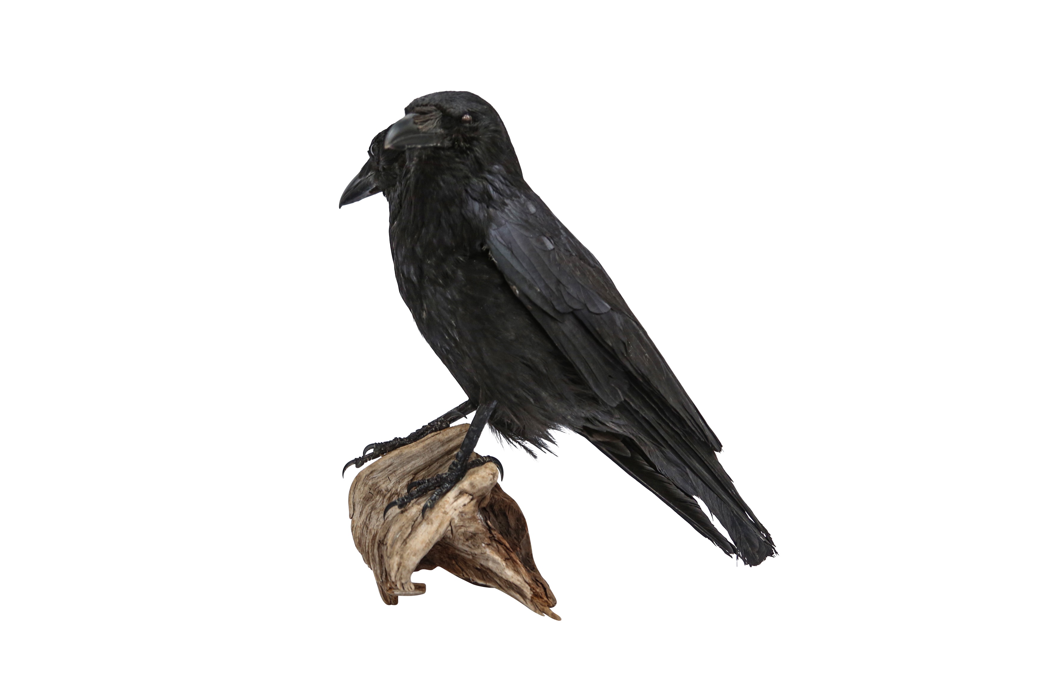 Lot 15 - TAXIDERMY: A TWO-HEADED CROW