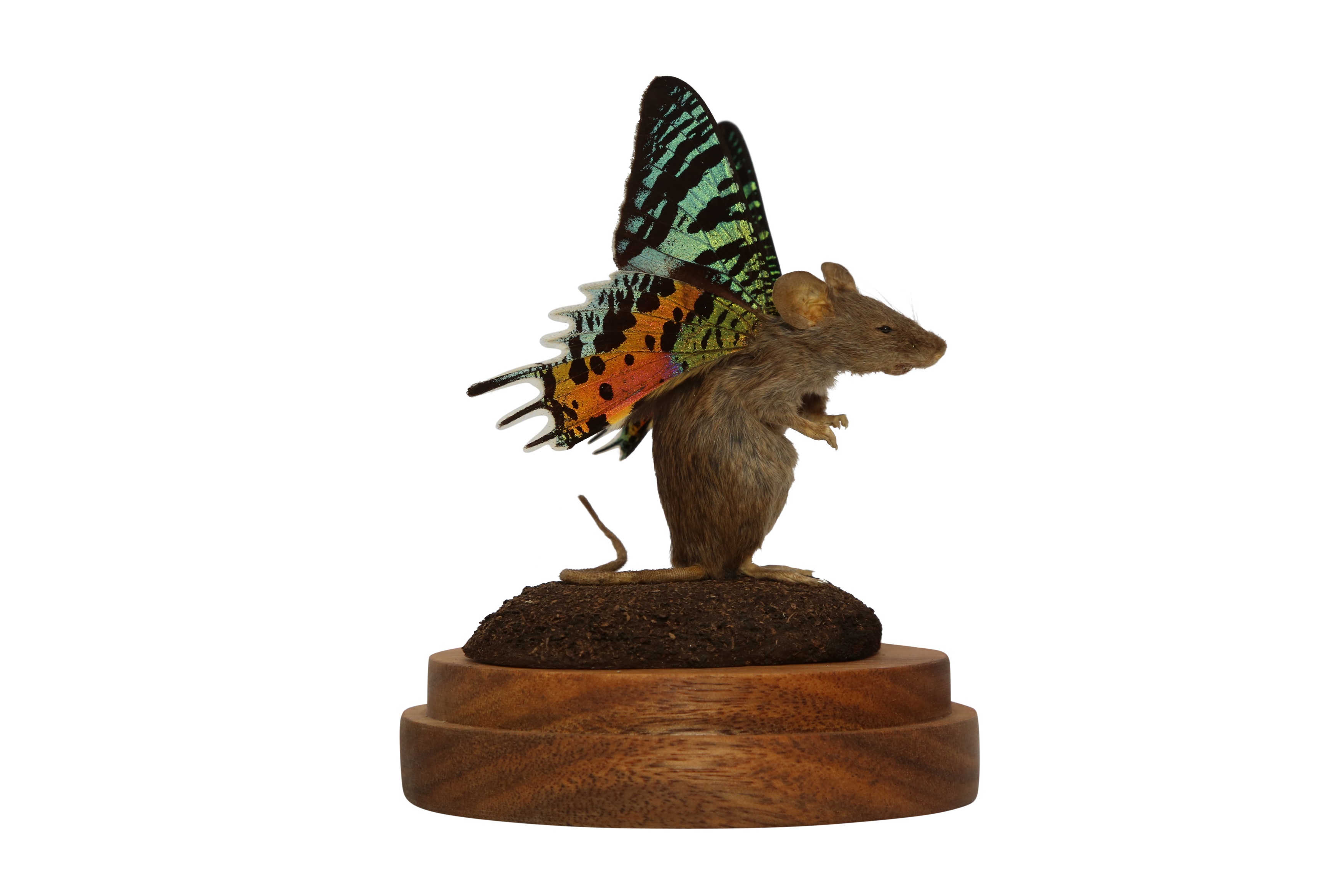 Lot 29 - TAXIDERMY: A FLUTTER-MOUSE IN GLASS DOME