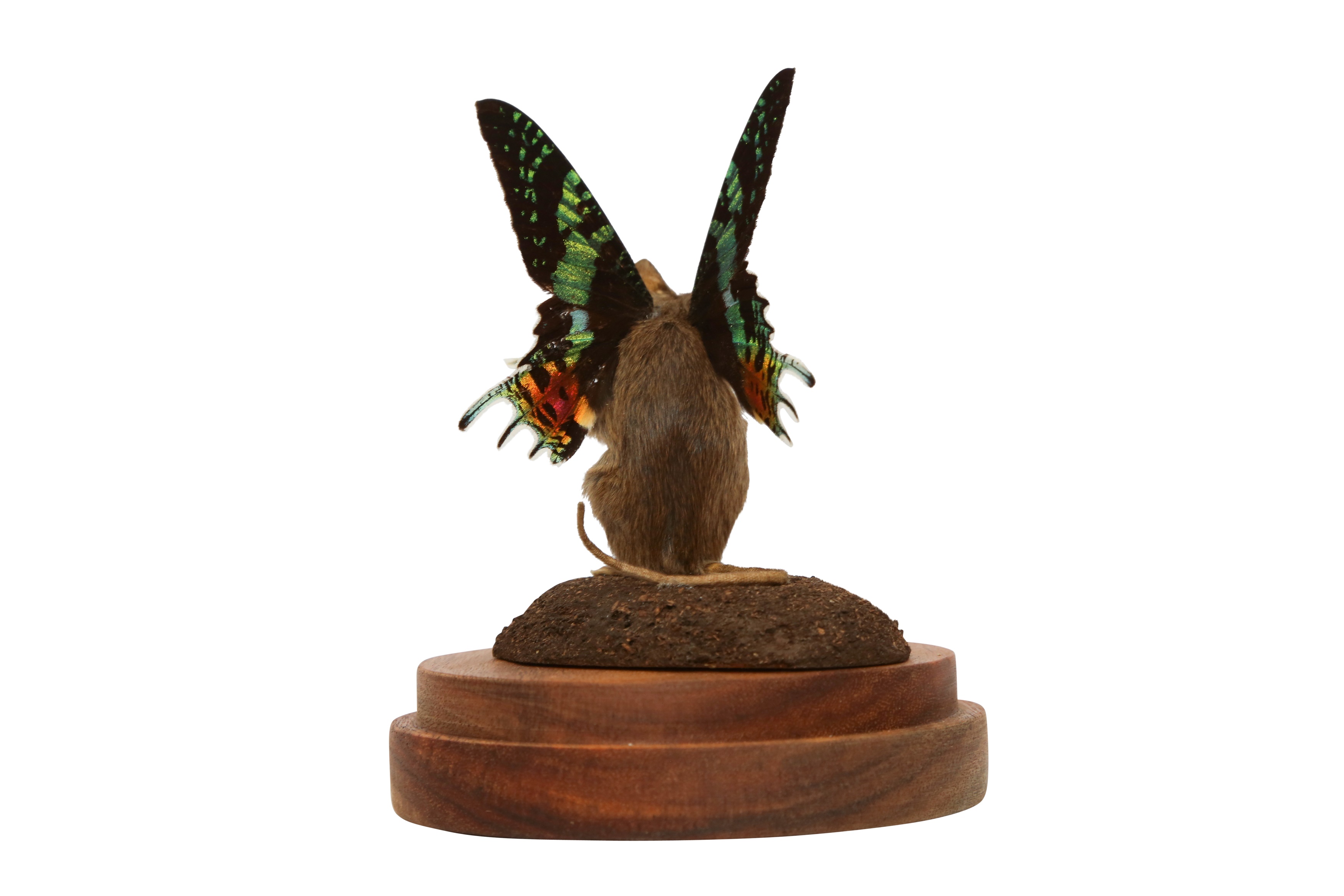 Lot 29 - TAXIDERMY: A FLUTTER-MOUSE IN GLASS DOME