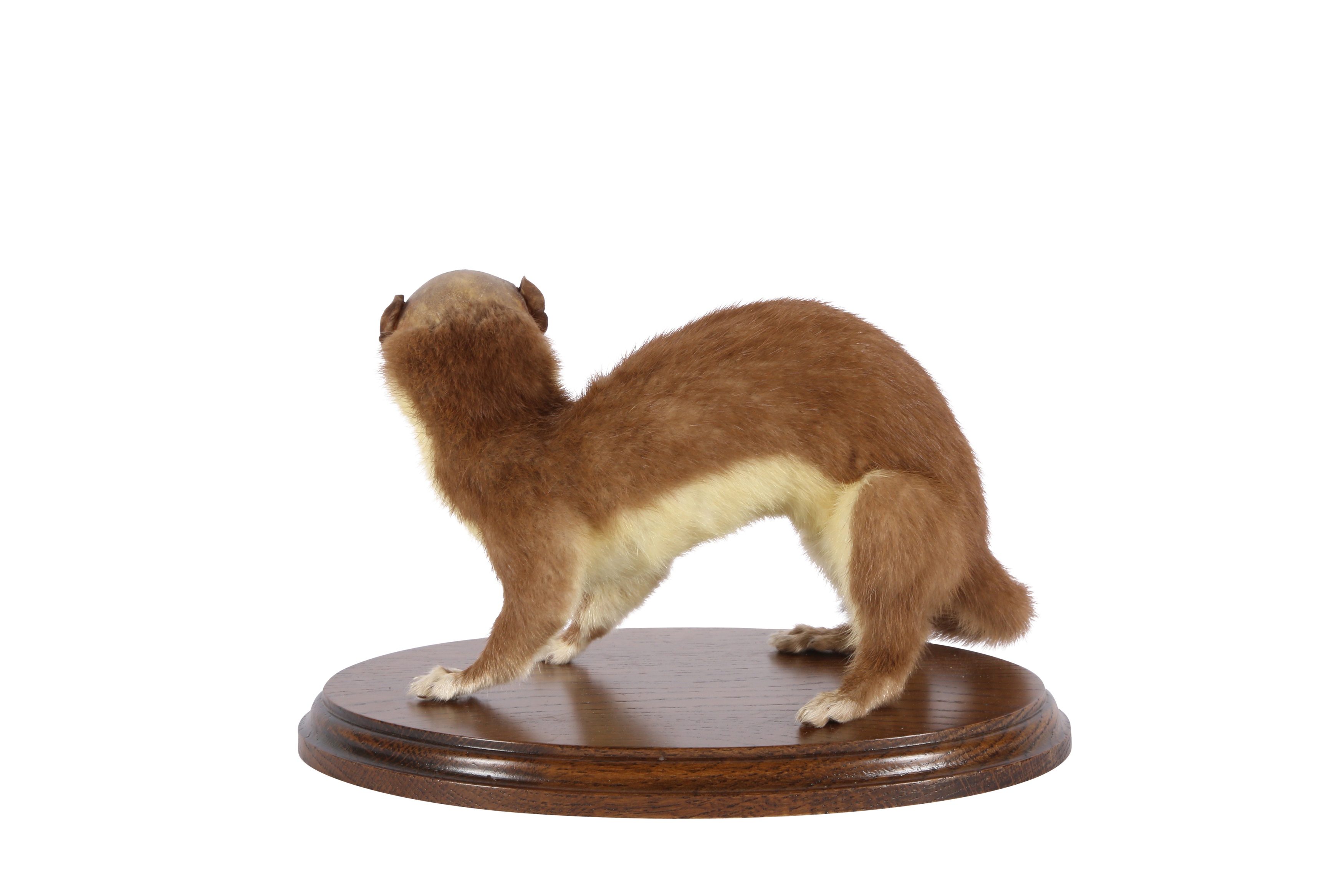 Lot 11 - TAXIDERMY: 'MAN-FACED STOAT' (MUSTELA
