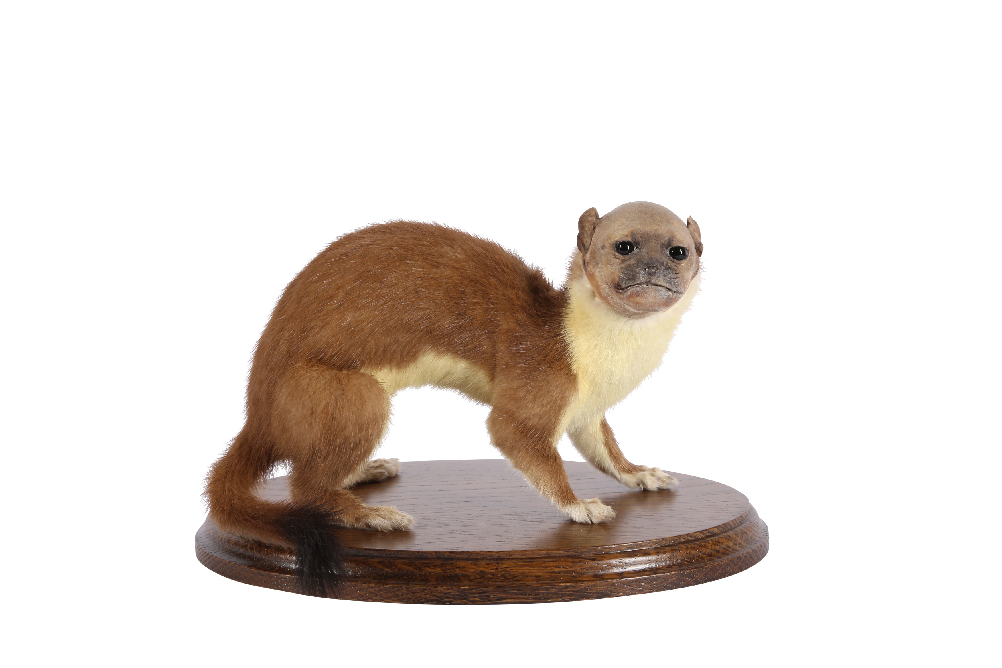Lot 11 - TAXIDERMY: 'MAN-FACED STOAT' (MUSTELA