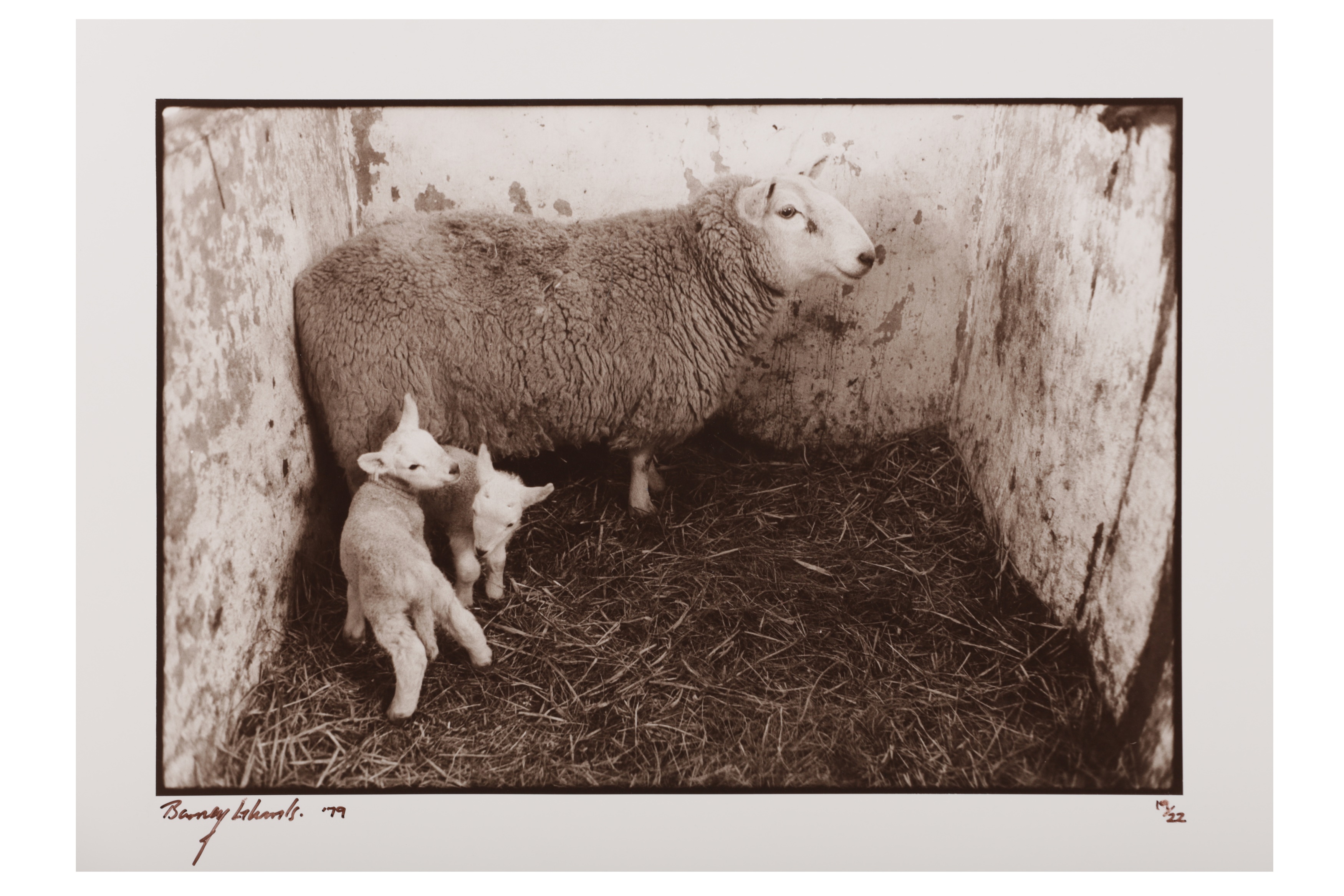 Lot 272 - Barney Edwards (xx)