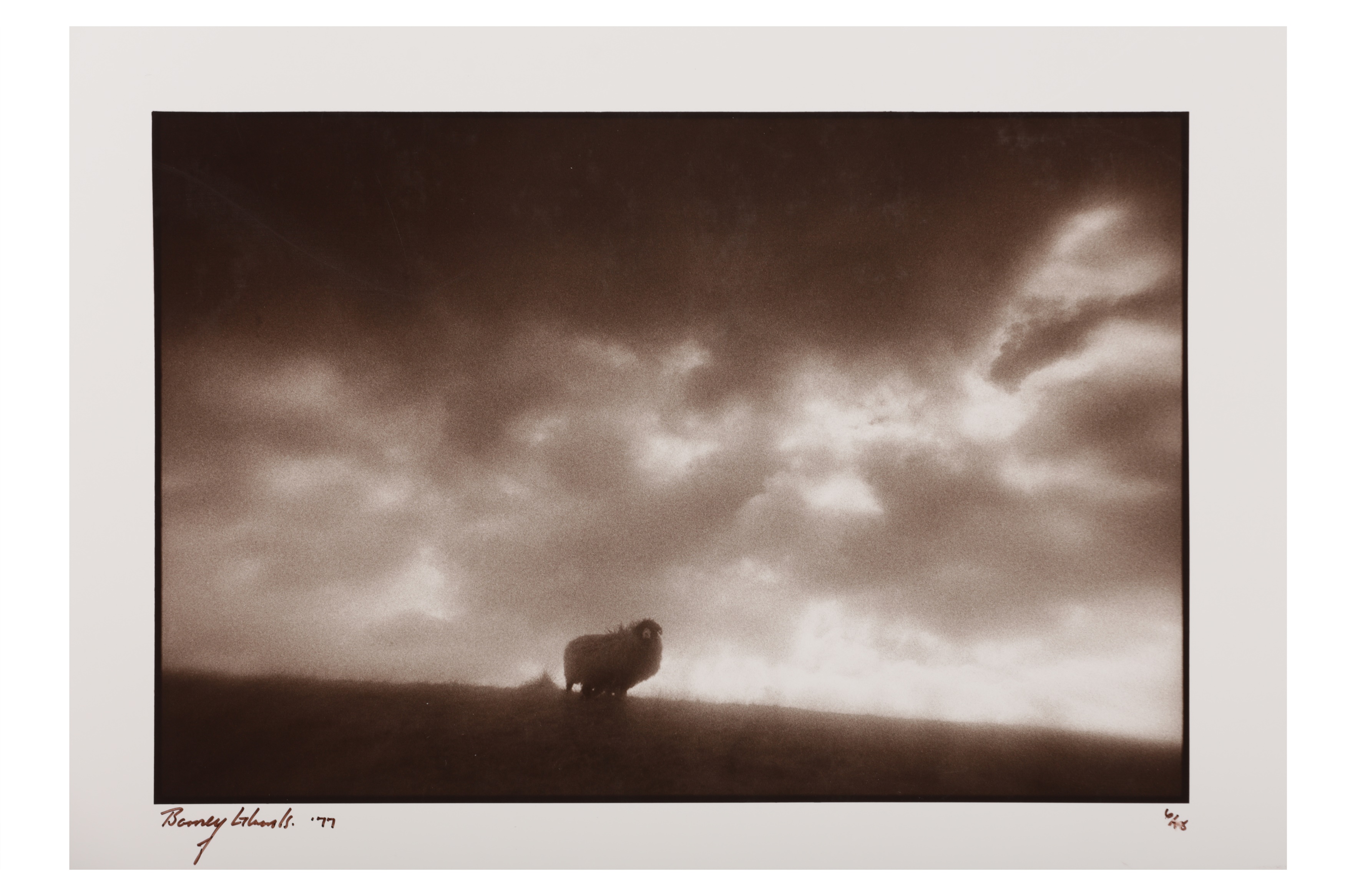 Lot 272 - Barney Edwards (xx)