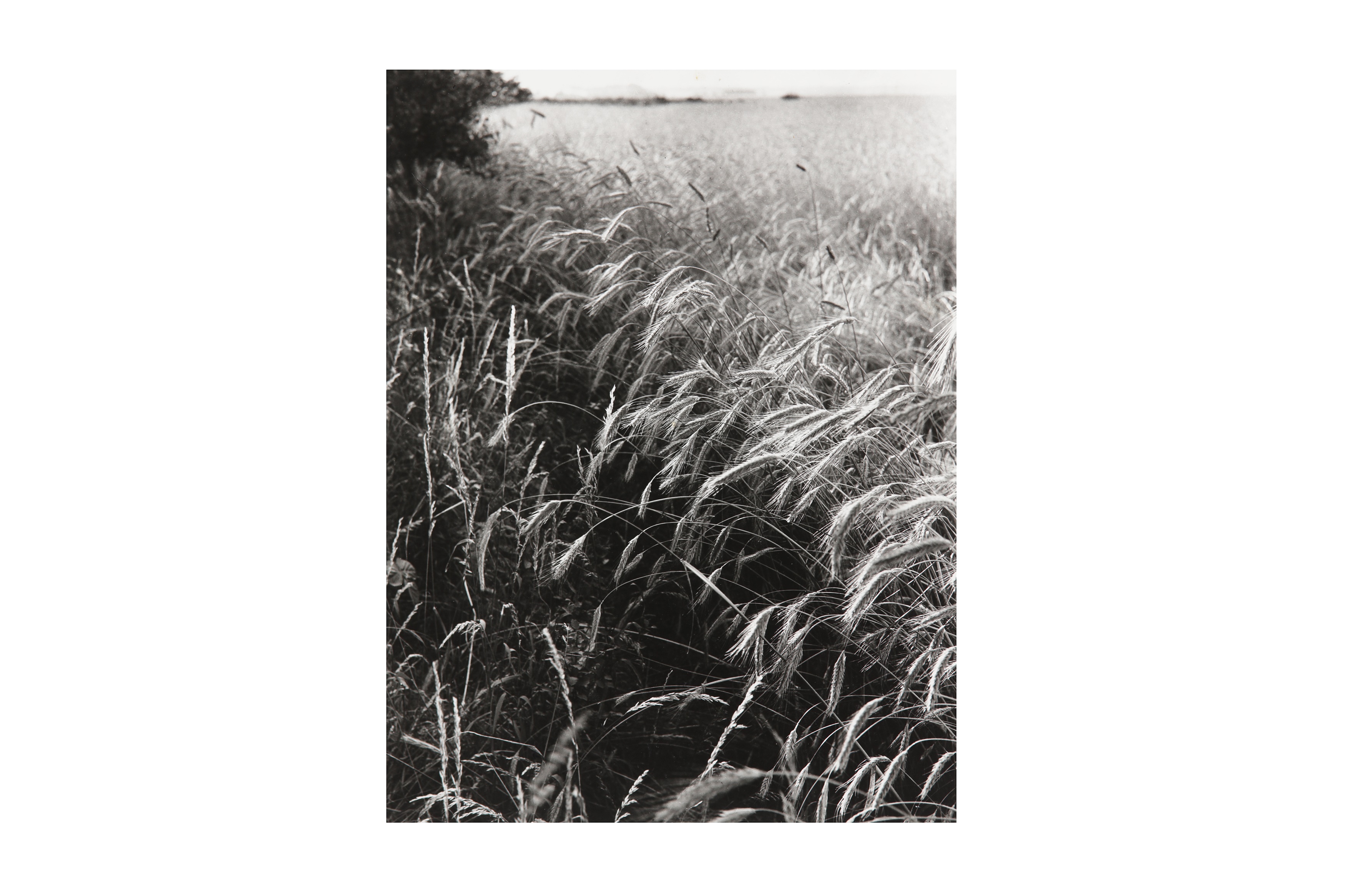 Lot 277 - Edwin Smith (1912-1971)