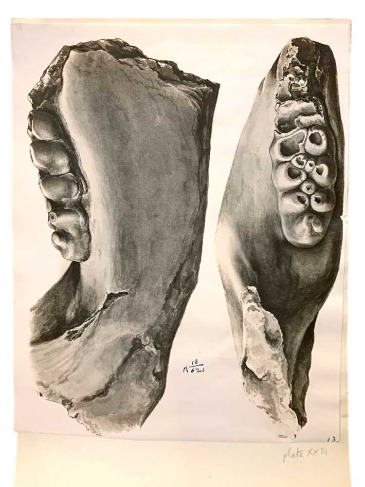 Lot 147 - Hopwood. Fossil Elephant Teeth from India.