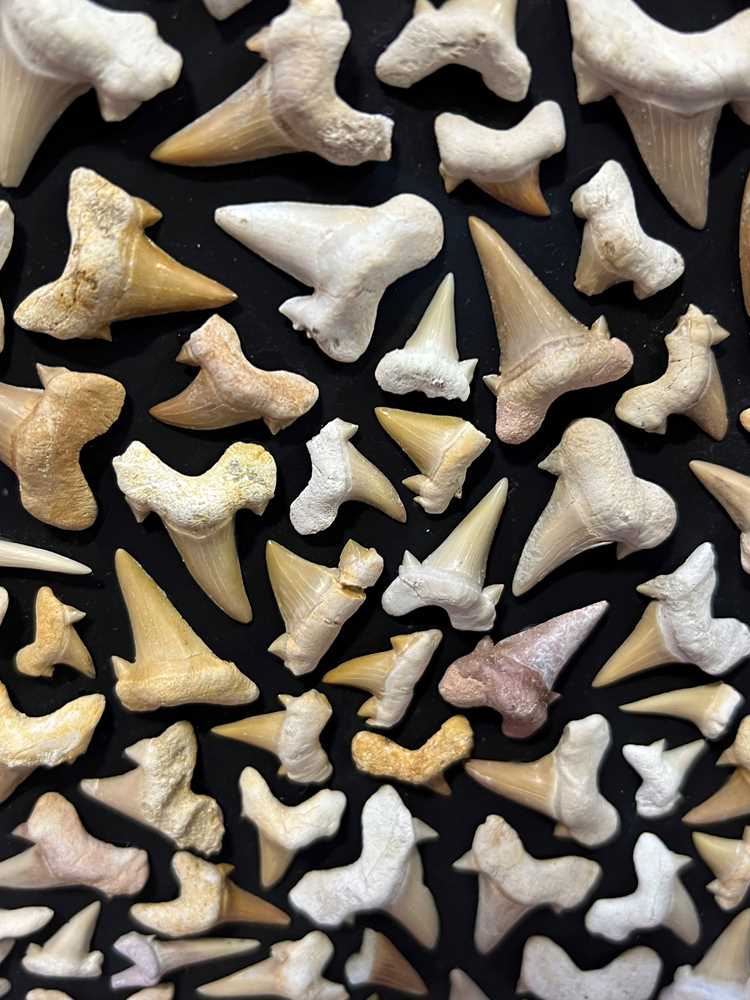 Lot 354 - A FOSSILISED SHARK TOOTH COLLAGE