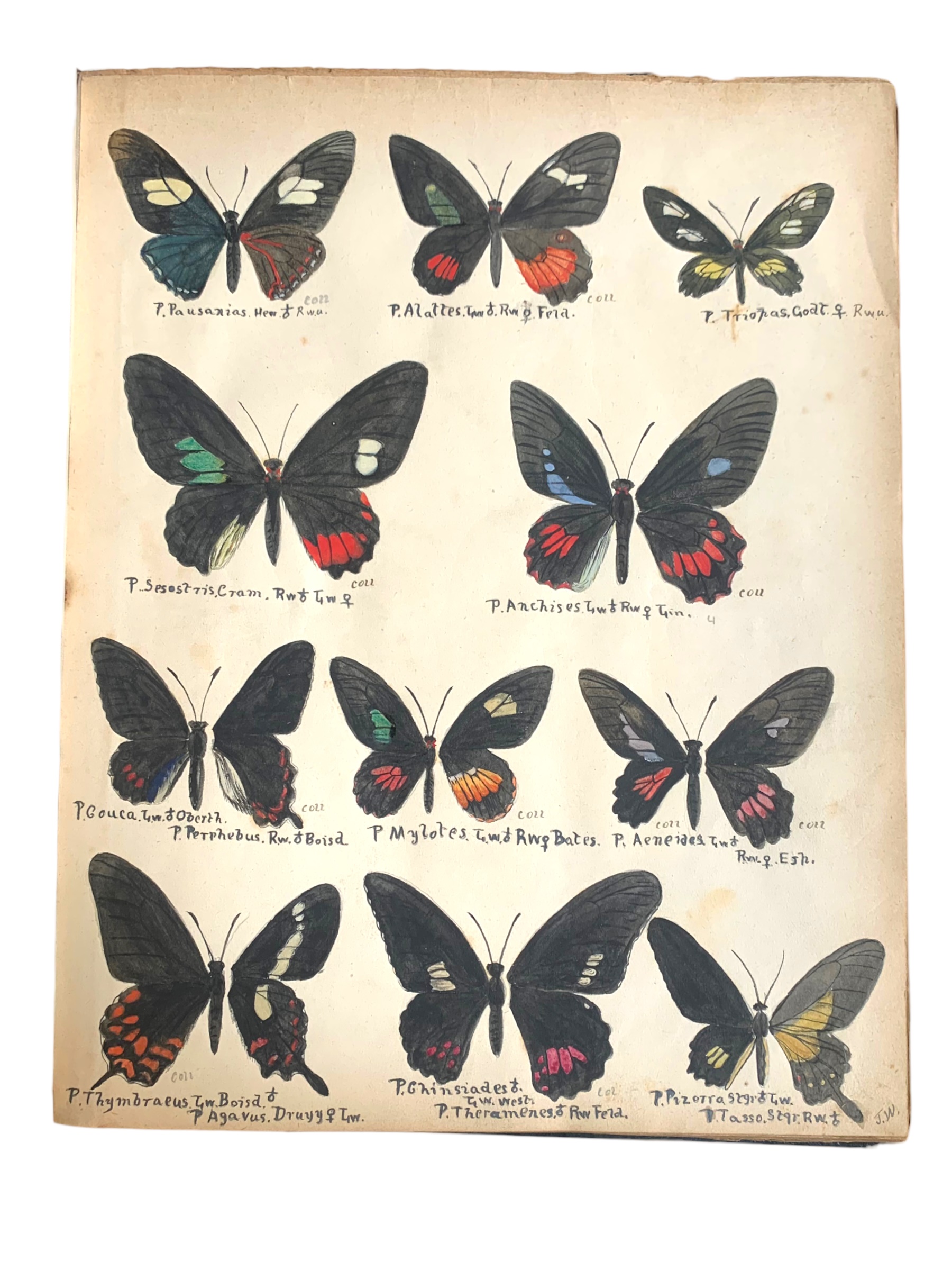 Lot 90 - Walker. Exotic Butterflies. original