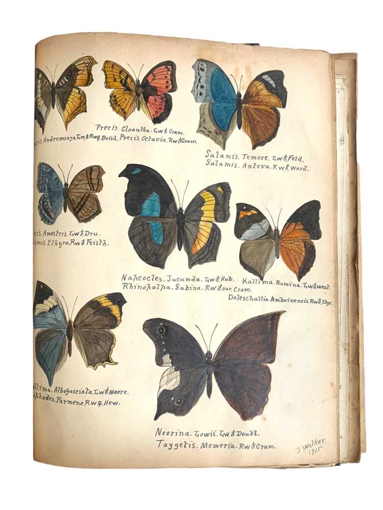 Lot 90 - Walker. Exotic Butterflies. original