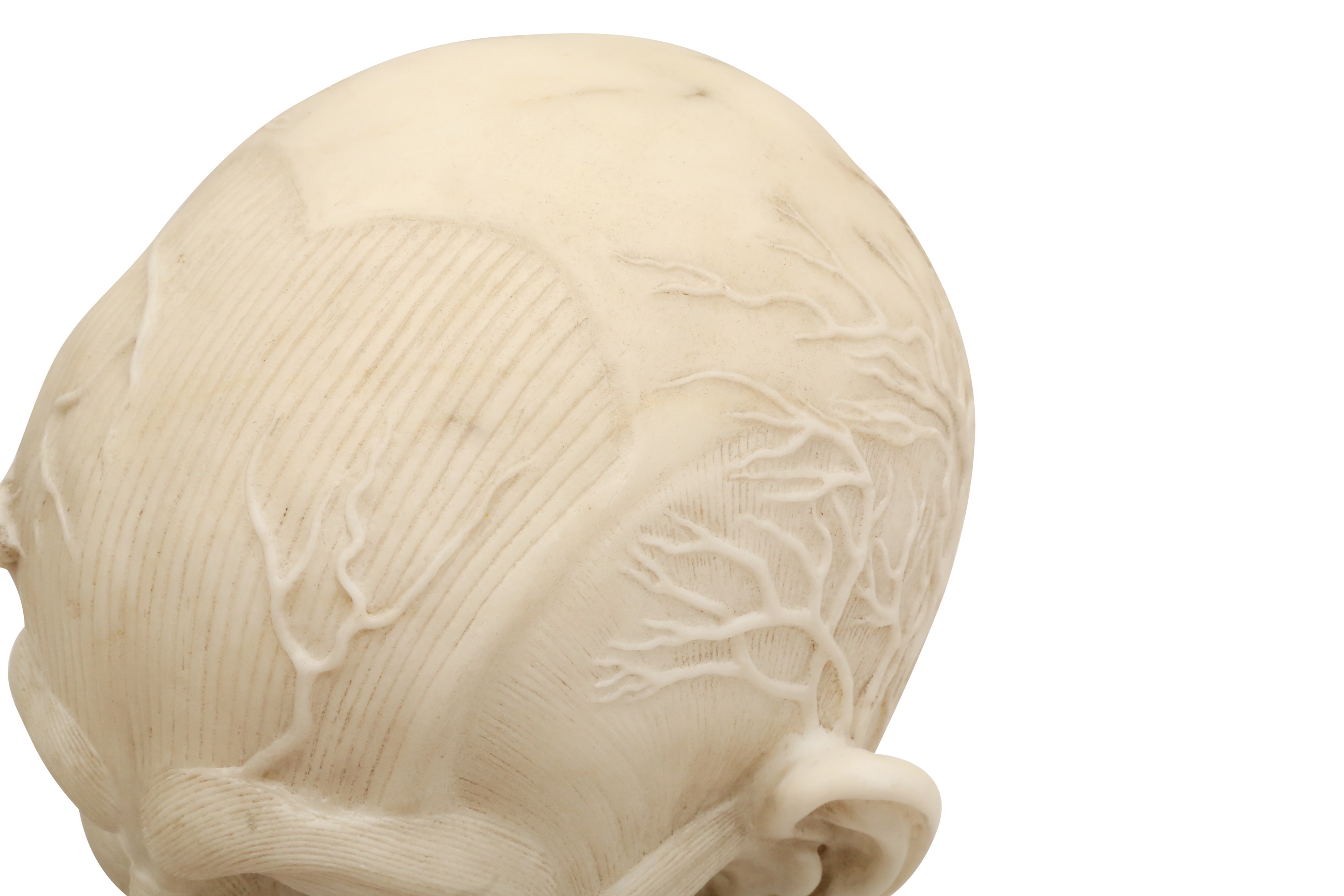 Lot 352 - A MARBLE ECORCHE BUST OF A MAN