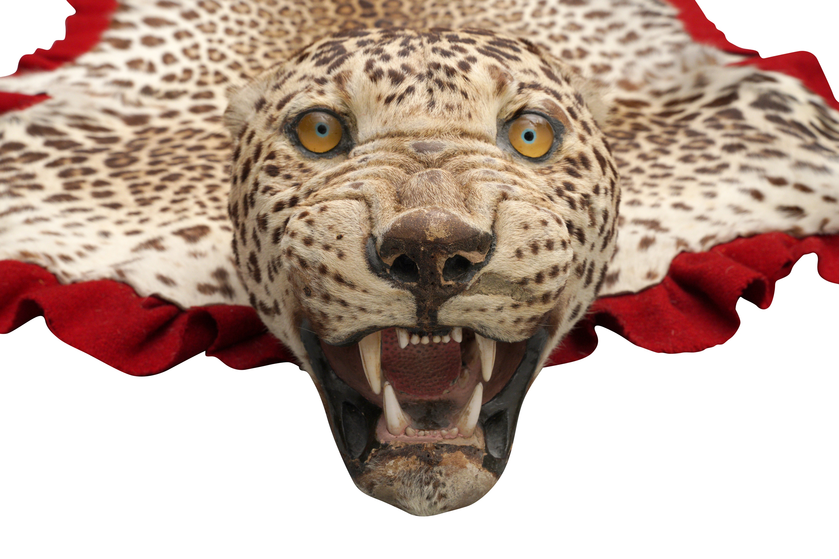 Lot 435 - A TAXIDERMY INDIAN LEOPARD SKIN RUG