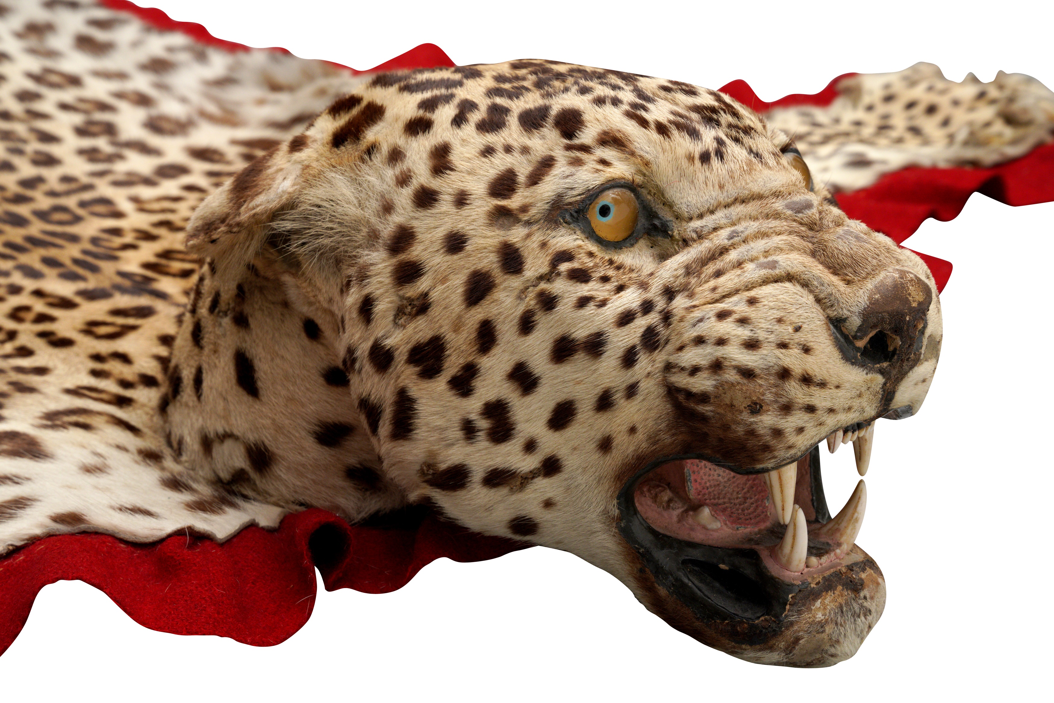 Lot 435 - A TAXIDERMY INDIAN LEOPARD SKIN RUG