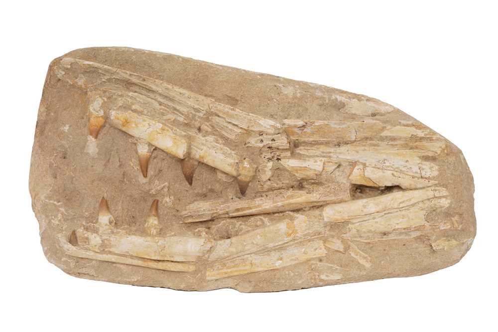Lot 226 - AN IMPRESSIVE MOSASAUR JAW FOSSIL WITH SEVEN