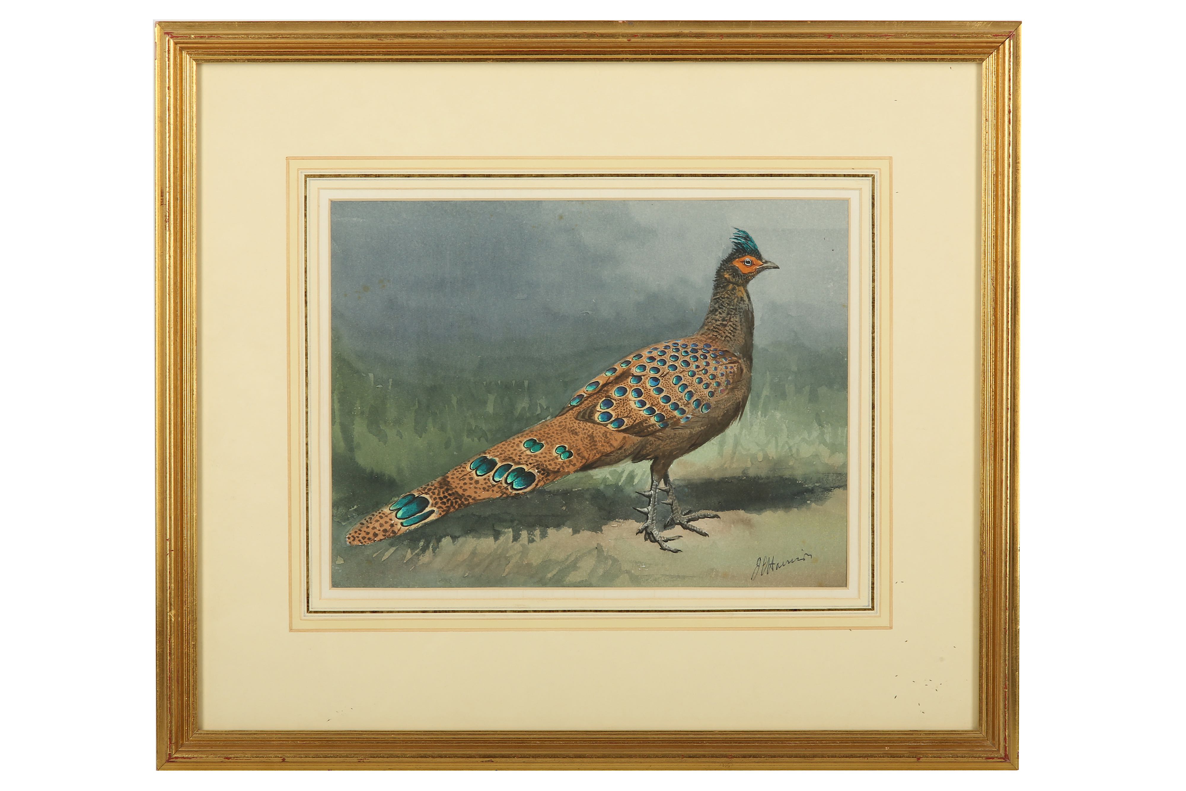 Lot 61 - Harrison (J. C.) Peacock-pheasant, original