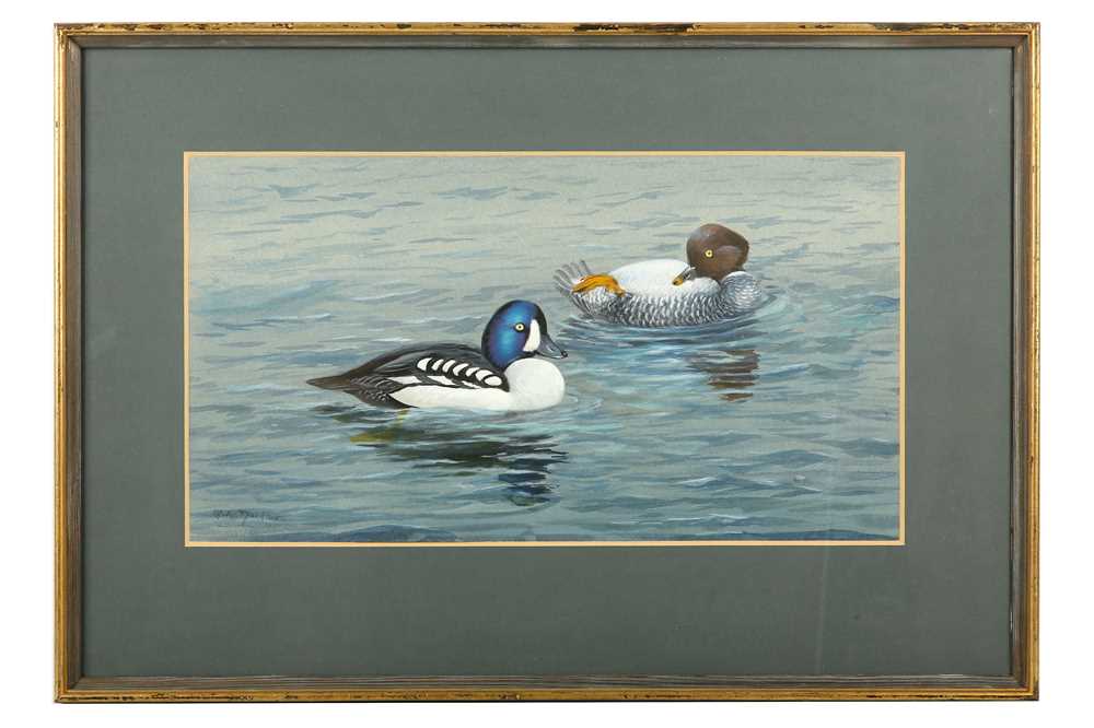 Lot 116 - Rickman (Philip) Pair of Barrow’s Goldeneyes,